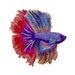 Colorful Fascinating Origin of Beta Fish Embroidery Designs Colorful ...