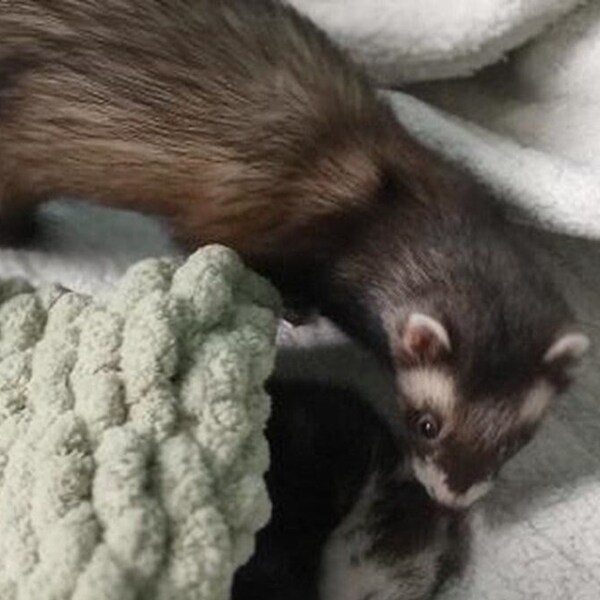 Ferret Bedding - Etsy