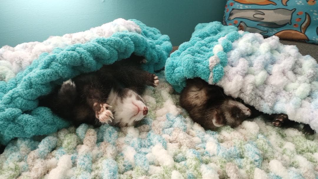 3 Piece SNUGGLE SET - Shell Baggy and Snuggle Cone and Blanket; Ferrets ...