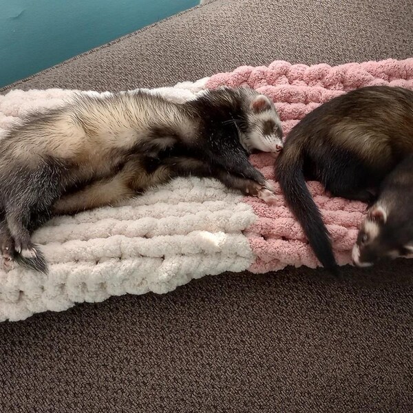 Ferret Bedding - Etsy
