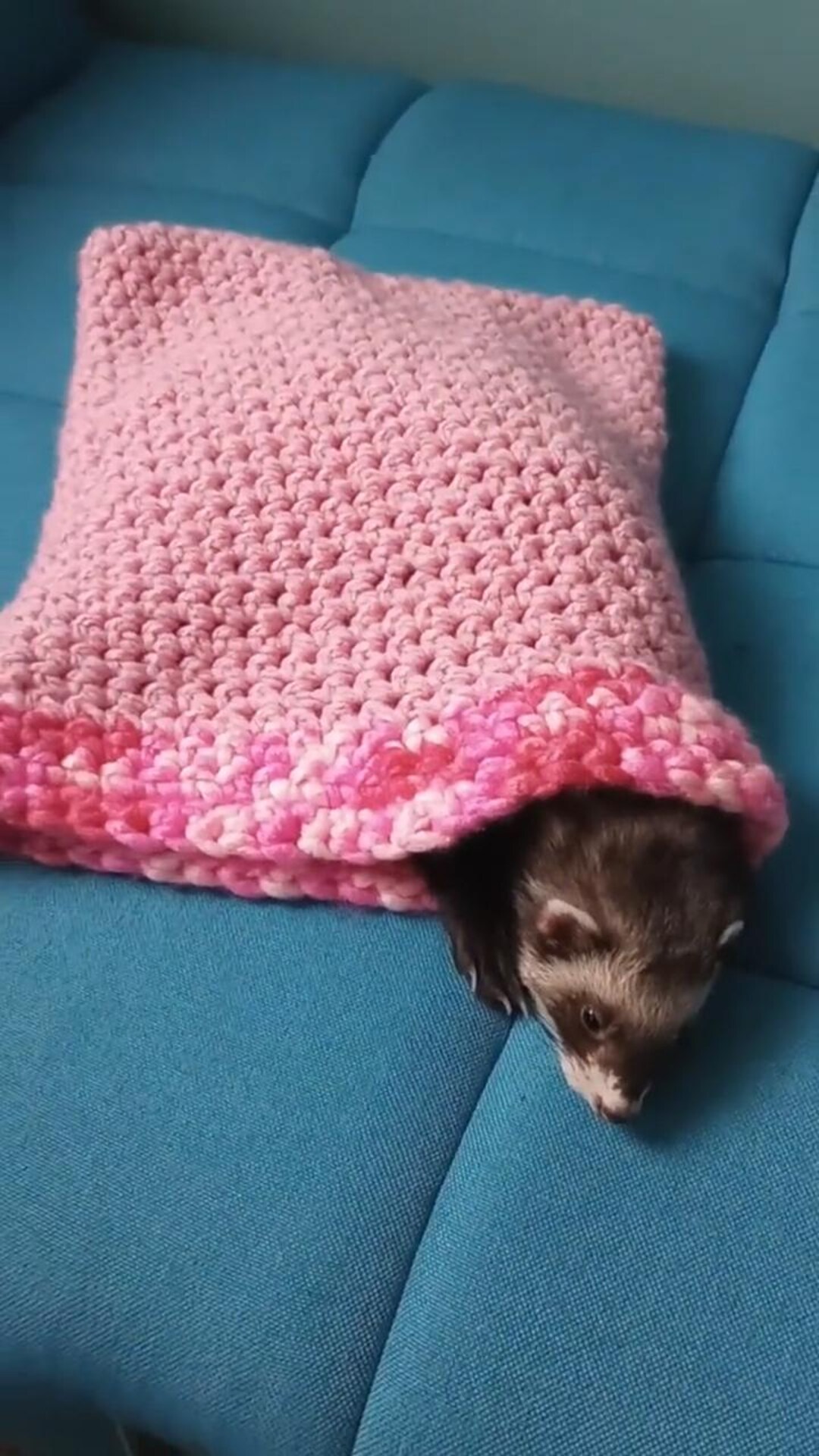 STUDIO or DUPLEX - Your Choice; Ferret; Pocket Pet; Burrow; Nest ...