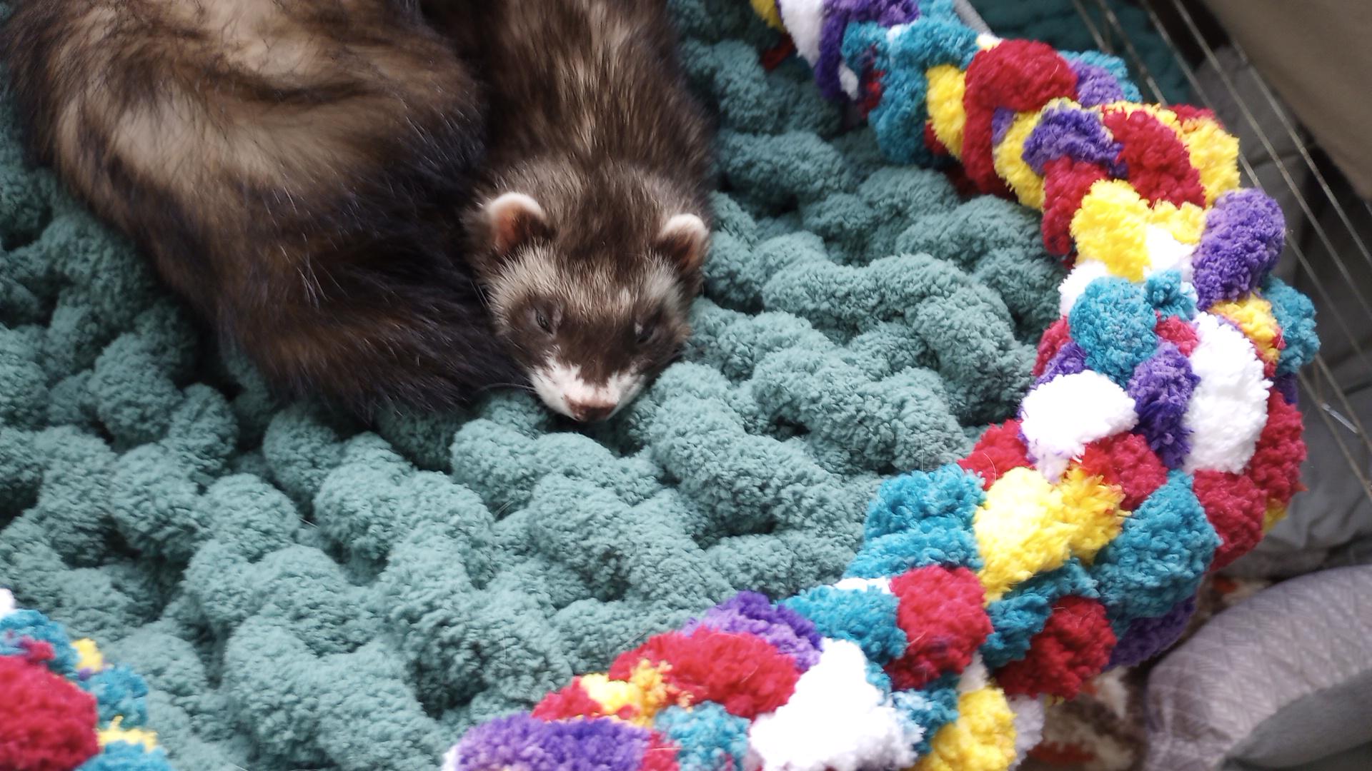 Hand Knitted Chunky Yarn Pet Blanket Bed: Ferrets, Cats, Small Dogs - Etsy