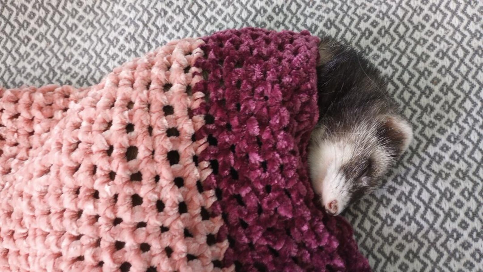 STUDIO or DUPLEX - Your Choice; Ferret; Pocket Pet; Burrow; Nest ...