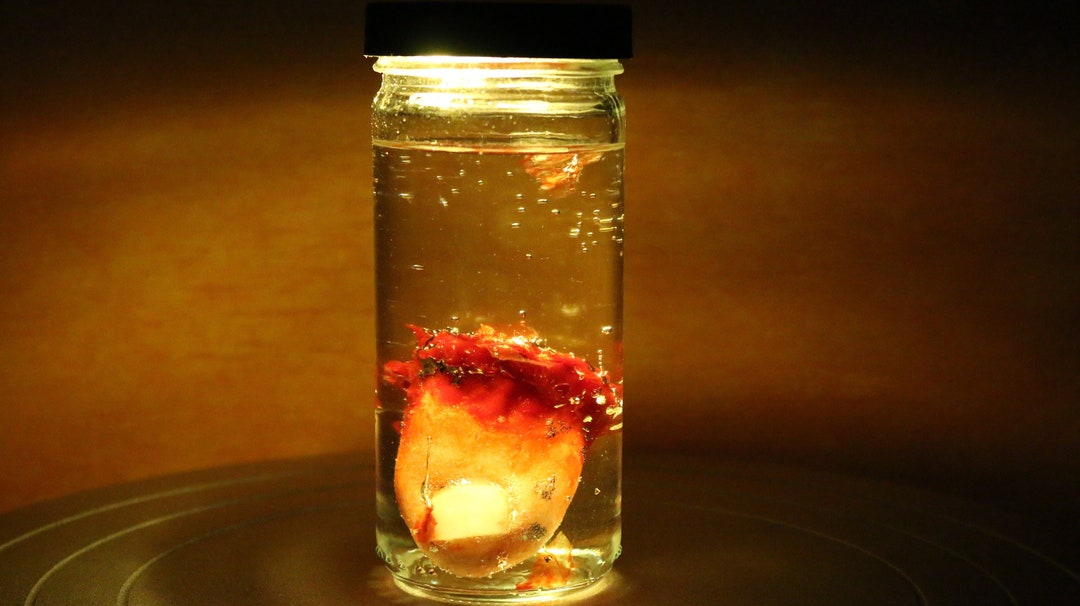 Severed Toe in Jar. Wet Specimen Lights Up No Liquids. Great for ...