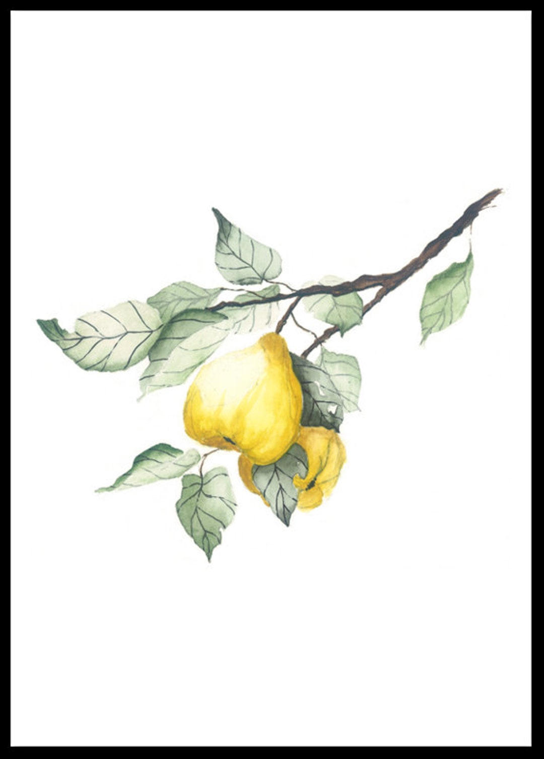 VINTAGE QUINCE ART, Quince Tree Plant, Fruit Food Print, Minimal Nature ...