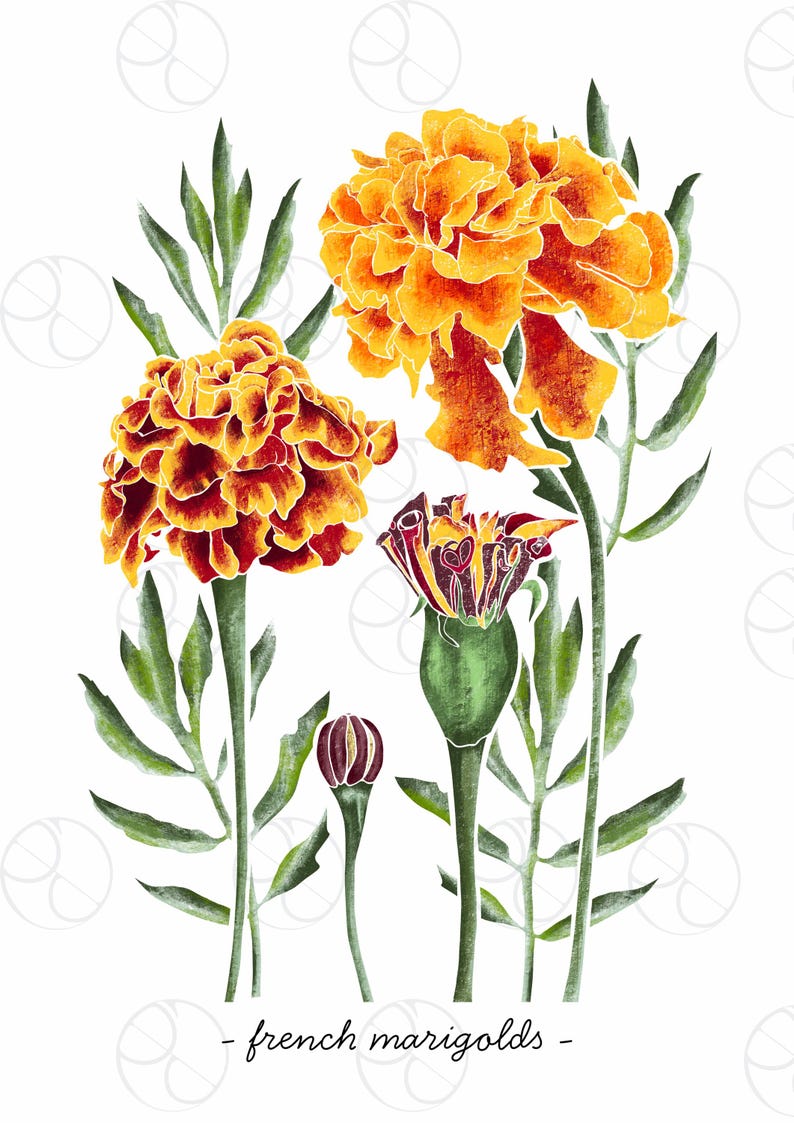 French Marigolds, Digital Art Print, Digital Download - Etsy