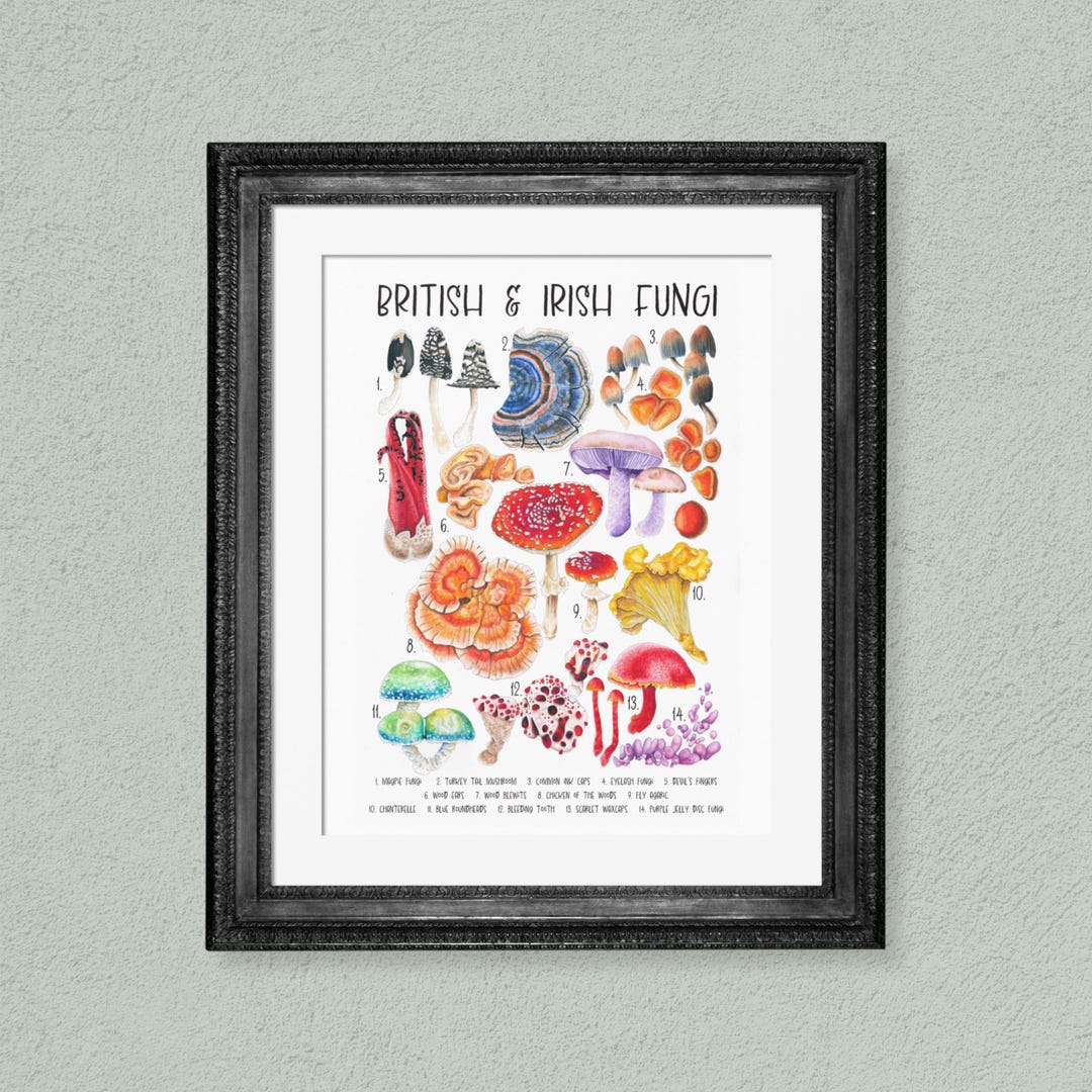British & Irish Fungi, Giclée Fine Art Print, Art Poster - Etsy