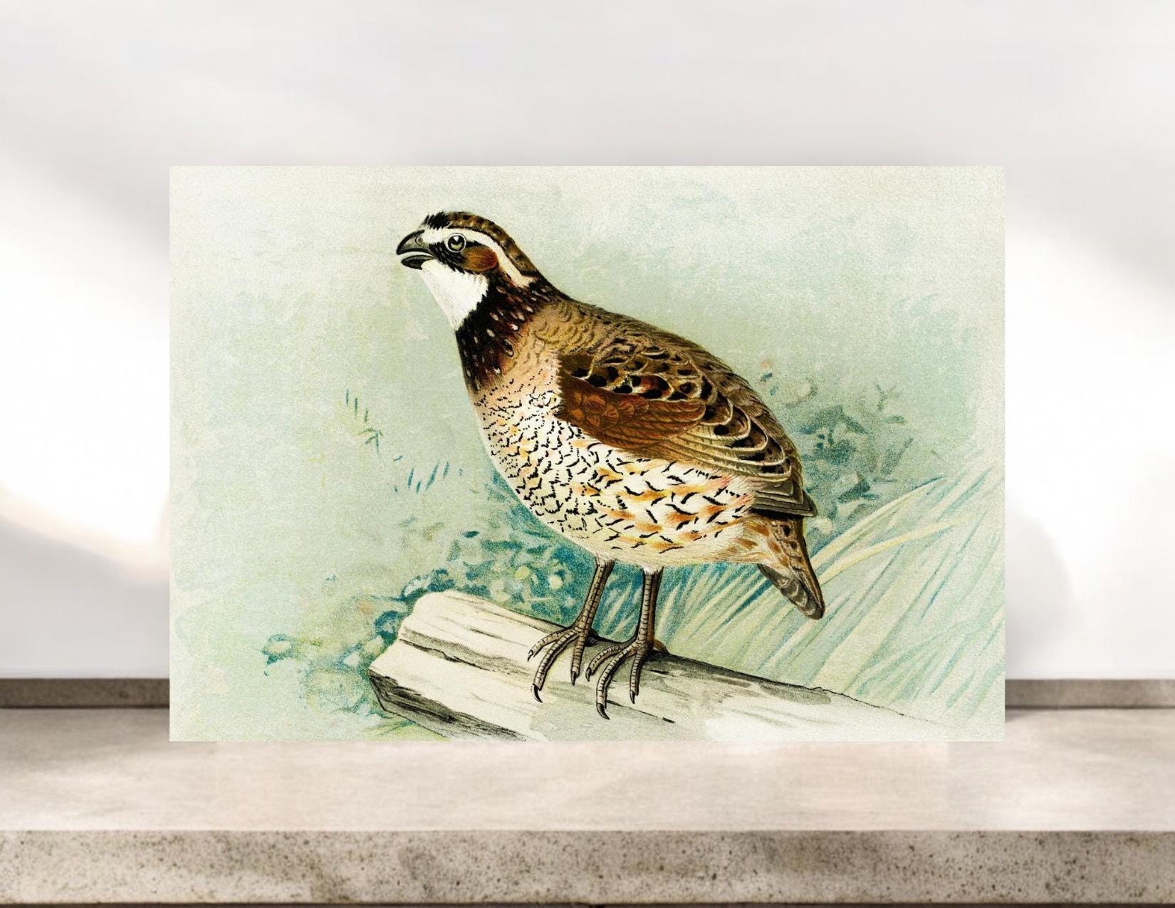 Vintage Bobwhite Quail Notecards, Blank Notecards With Envelopes, Gift ...
