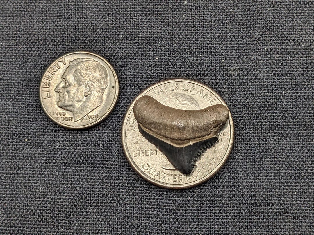 Tiny 3/4 Inch Baby Megalodon Tooth - Etsy