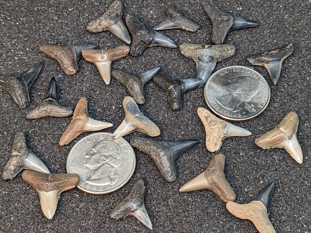 5 Large (3/4 to 1 Inch) Whole Fossil Lemon Shark Teeth - Etsy