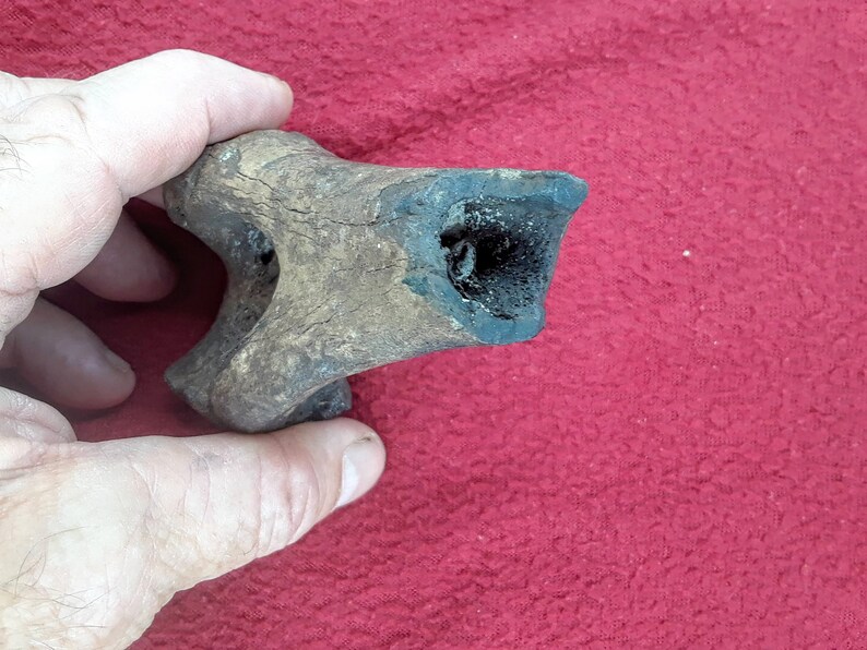 Giant Ice Age Capybara Fossil Set | Etsy