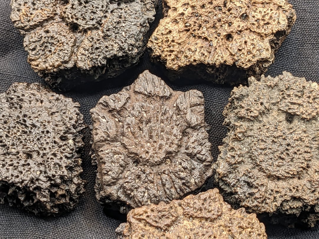 Fossil Ice Age Glyptodon Dermal Scute osteoderm - Etsy