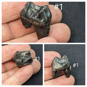 Ice Age Fossil Tapir Teeth - Etsy