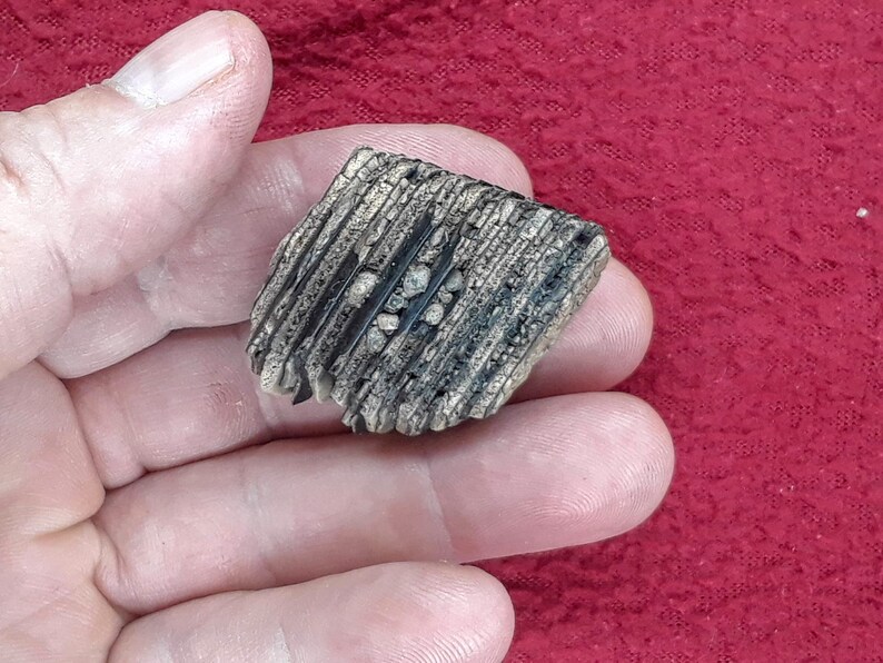 Giant Ice Age Capybara Fossil Set | Etsy