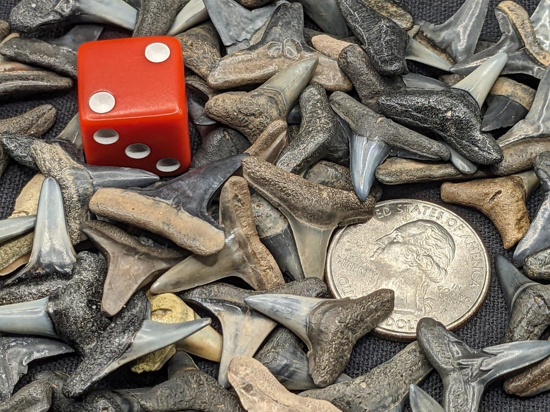 Set of 3 Large ( 3/4 - 1 Inch ) Fossil Lemon Shark Teeth - Etsy