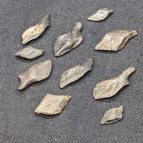 Gar Fish Scale - Etsy