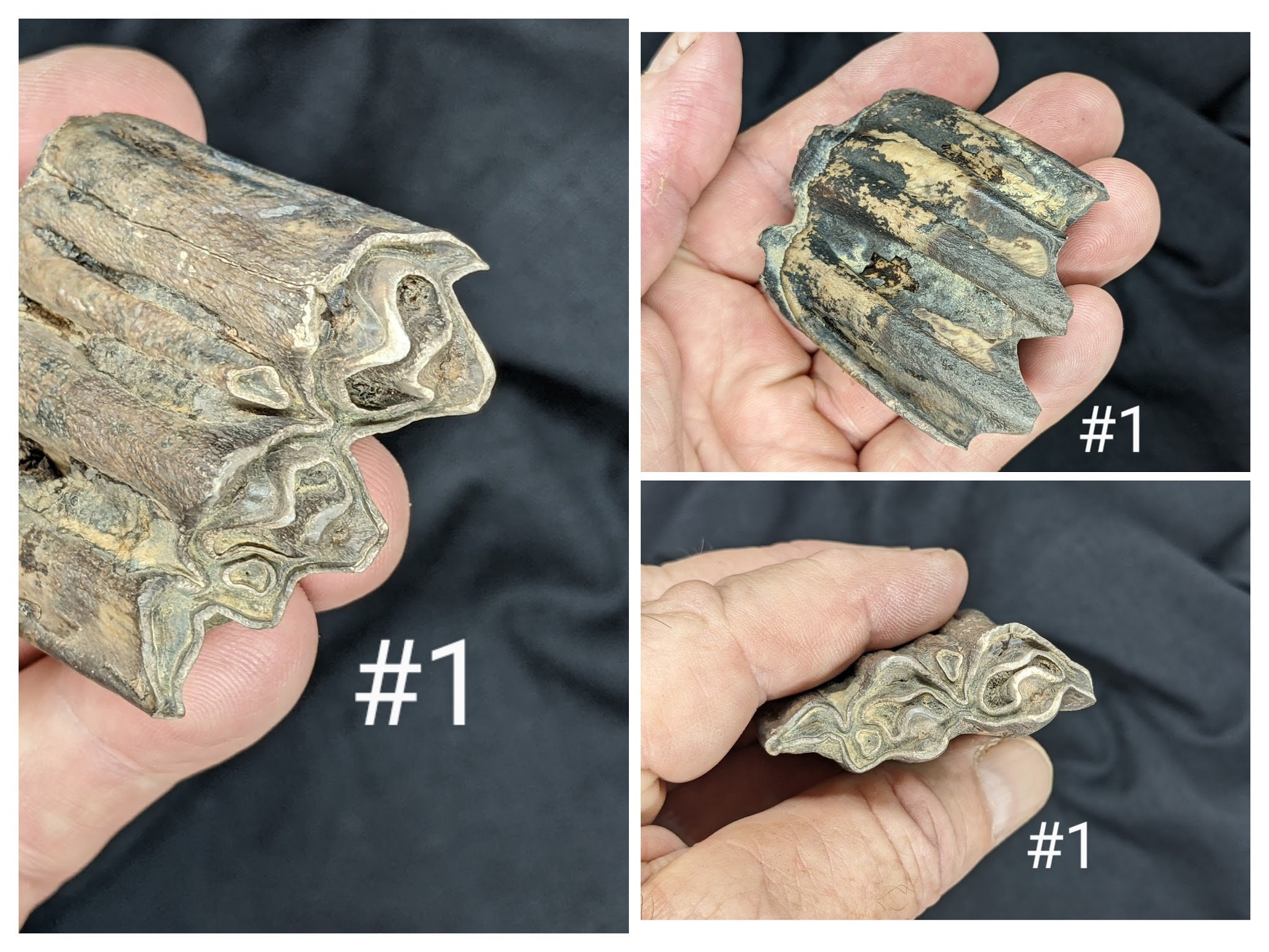 Fossil Ice Age Bison Teeth - Etsy