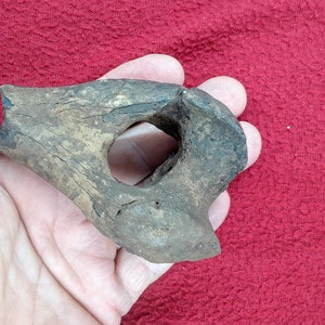 Giant Ice Age Capybara Fossil Set - Etsy