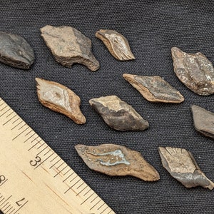 10 Fossil Gar fish Scales - Etsy