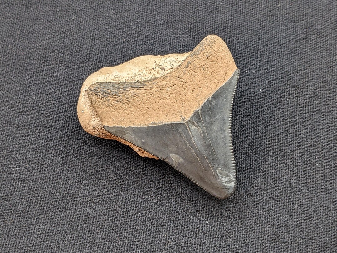 Stunning Megalodon Tooth on Matrix Specimen - Etsy