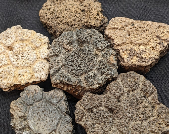 Giant Ice Age Capybara Fossil Set - Etsy