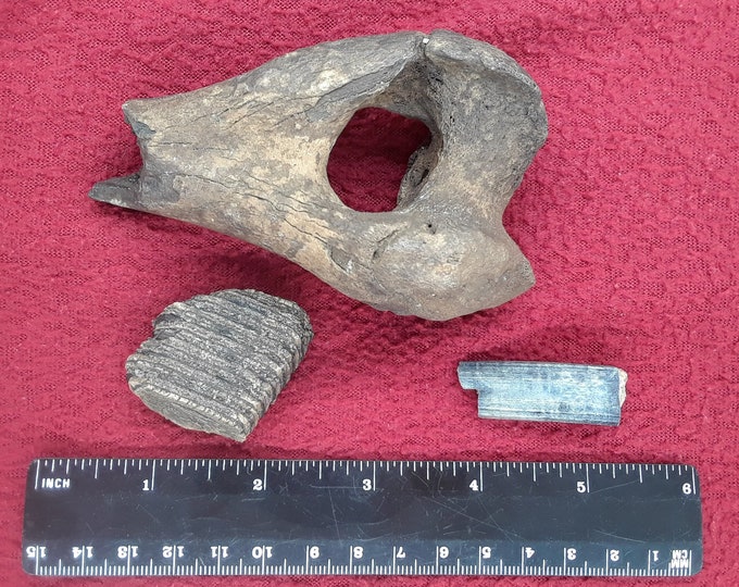 Giant Ice Age Capybara Fossil Set - Etsy