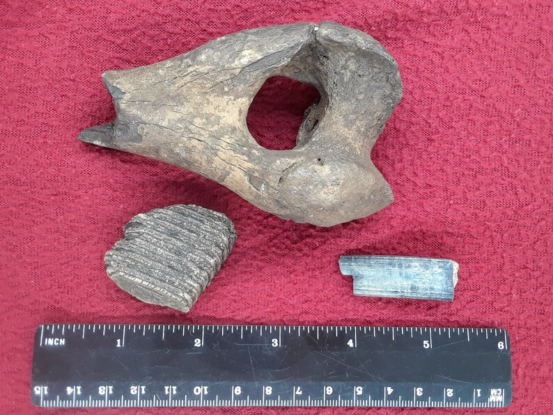 Giant Ice Age Capybara Fossil Set | Etsy