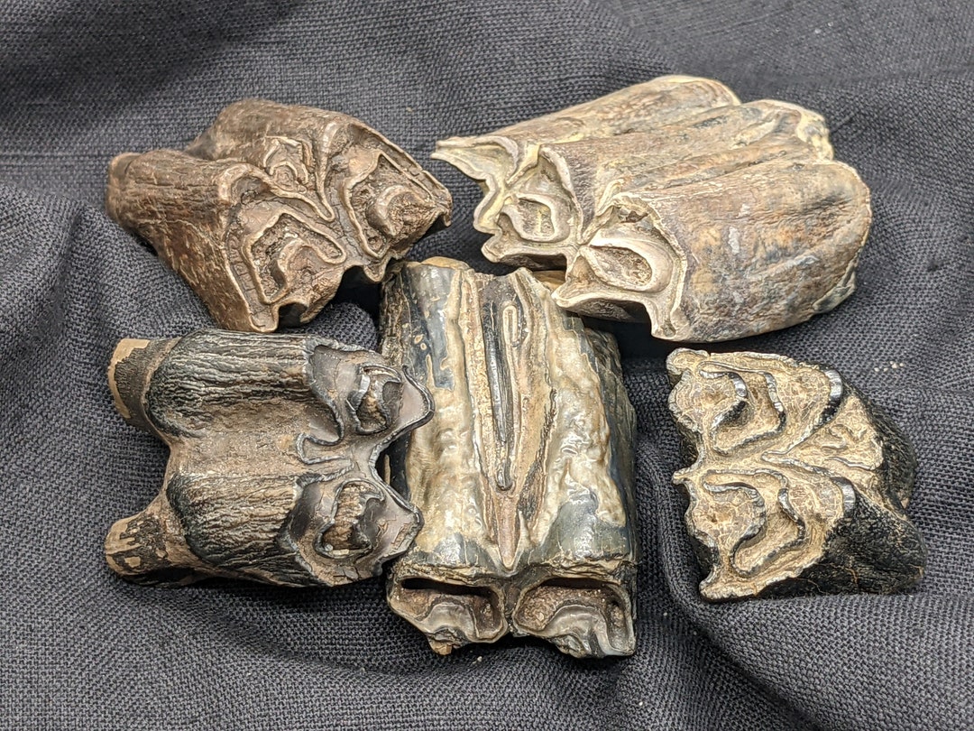 Fossil Ice Age Bison Teeth - Etsy