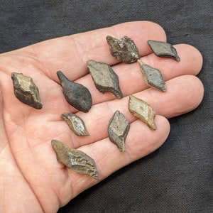 10 Fossil Gar (fish) Scales - Etsy