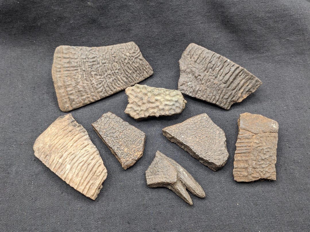 8pcs Ice Age Fossil Softshell Turtle Shell - Etsy