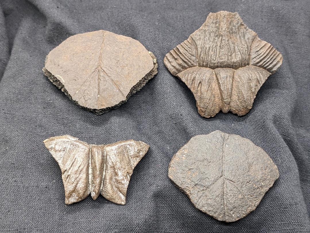 Ice Age Fossil Turtle peace Signs and - Etsy