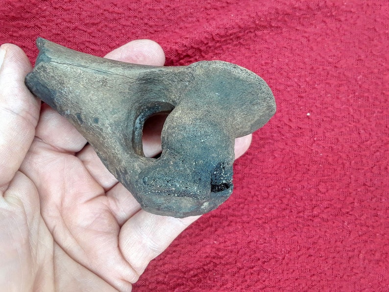 Giant Ice Age Capybara Fossil Set | Etsy