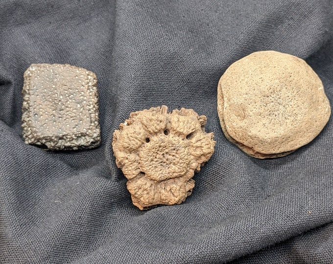 Trio of Fossil Ice Age Scutes (osteoderms) - Etsy