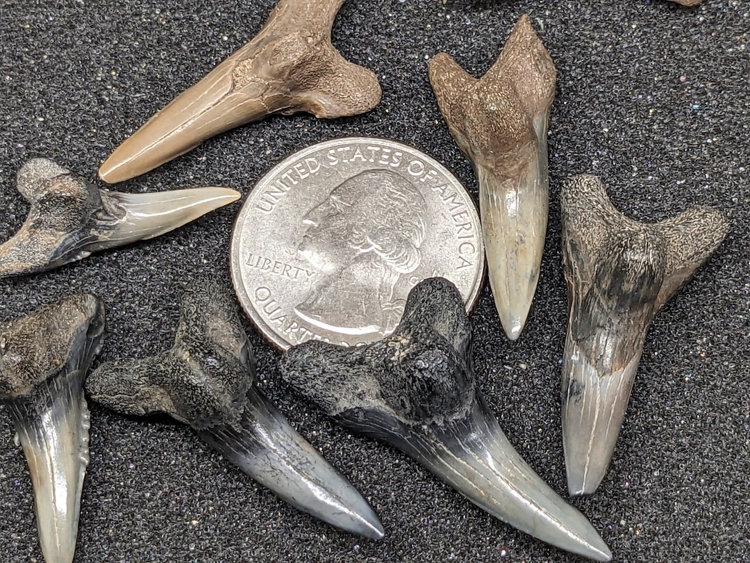 Extra Large (> 1 Inch) Hemipristis (snaggletooth) Fossil Shark Lower ...