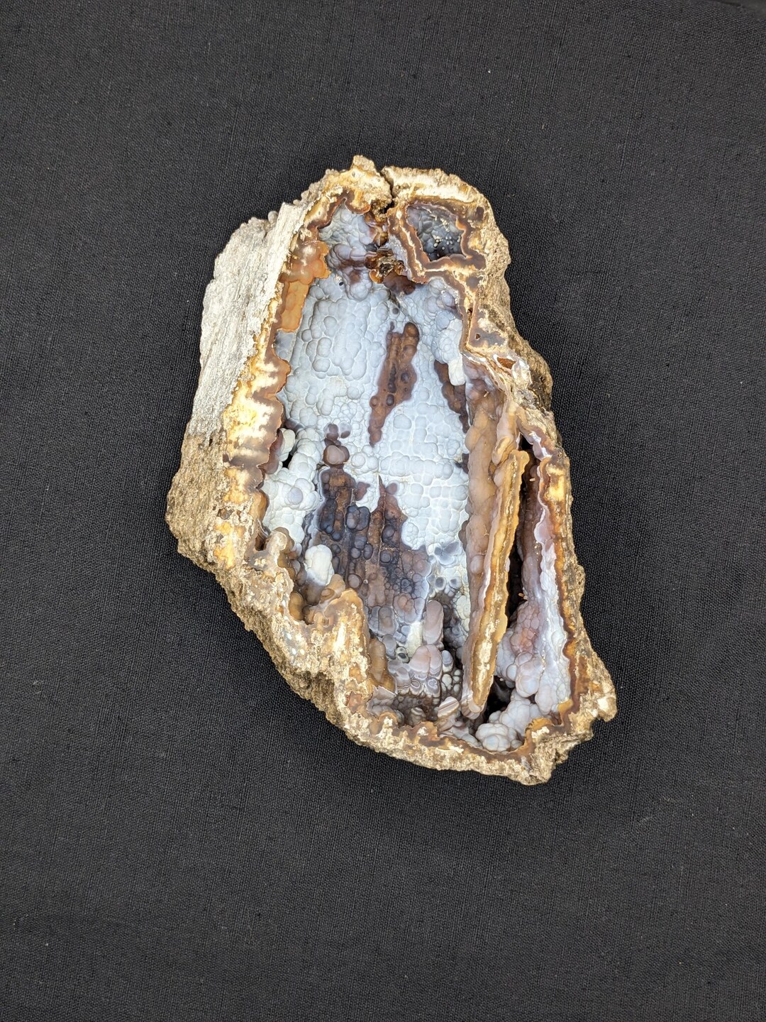 Polished Multi-colored Agatized Fossil Coral Geode - Etsy