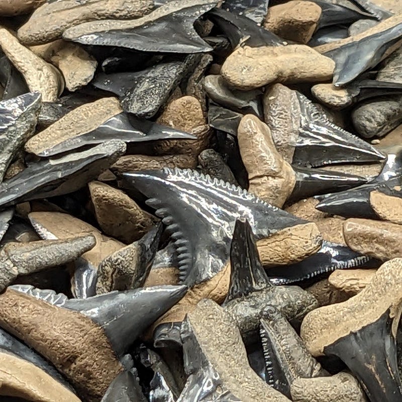 Shark Teeth Necklace - Etsy