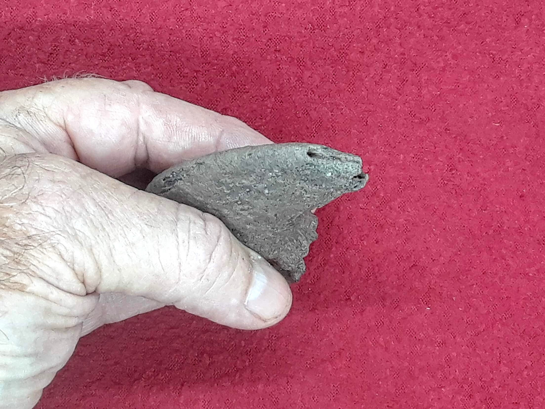 Rare Ice Age Giant Ground Sloth Claw - Etsy