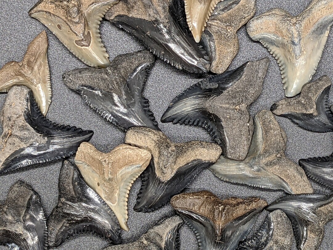 Extra Large (> 1 Inch) Hemipristis (snaggletooth) Shark Teeth - Etsy