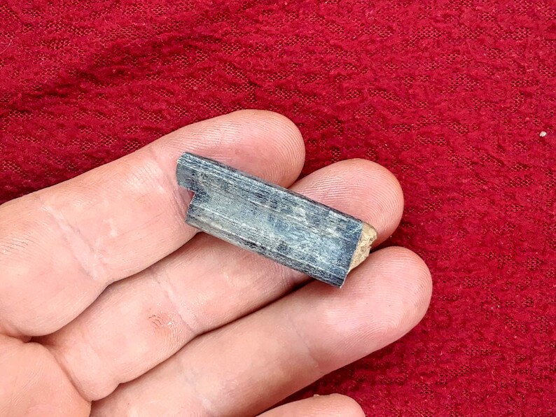 Giant Ice Age Capybara Fossil Set | Etsy