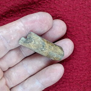 Giant Ice Age Capybara Fossil Set - Etsy