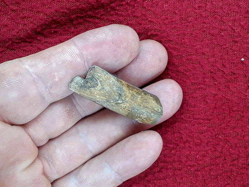 Giant Ice Age Capybara Fossil Set | Etsy