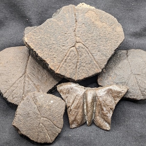 Ice Age Fossil Turtle "peace Signs" and "butterflies" - Etsy