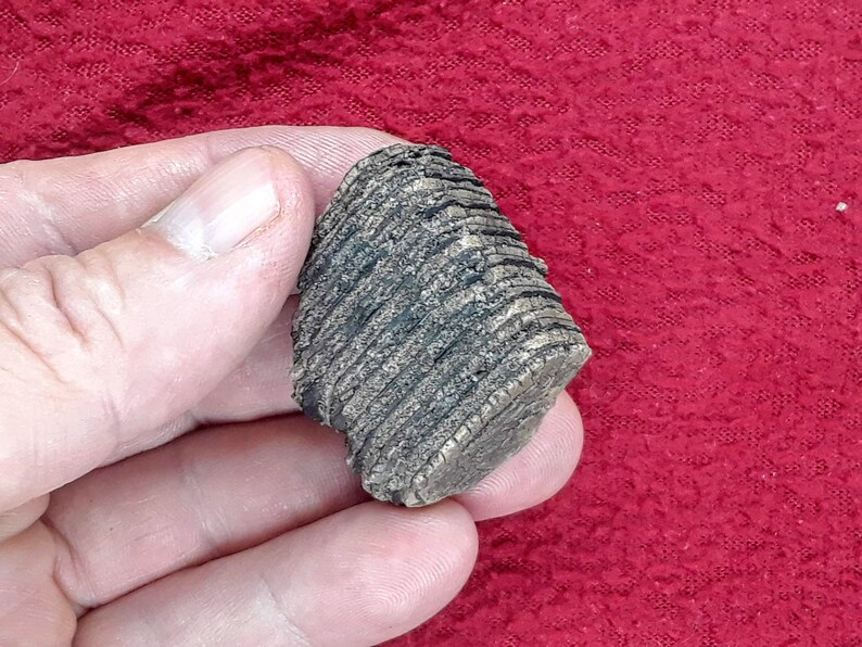 Giant Ice Age Capybara Fossil Set | Etsy