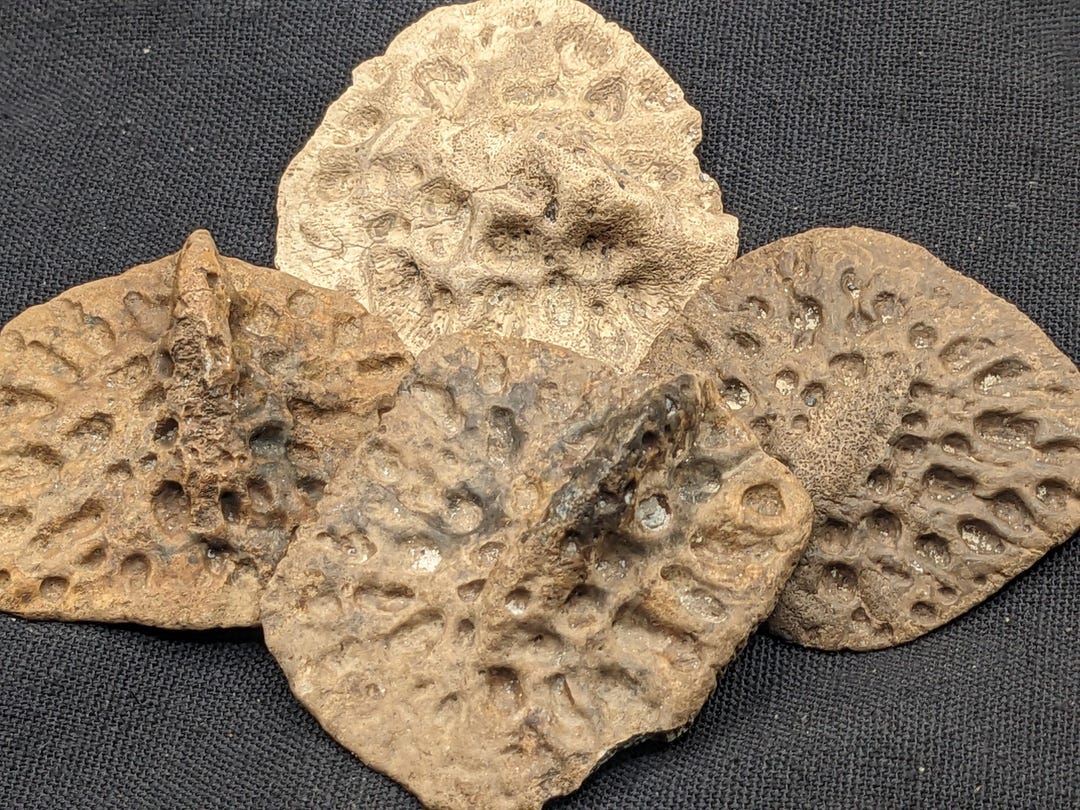 Ice Age Fossil Alligator Scute (osteoderm) - Etsy