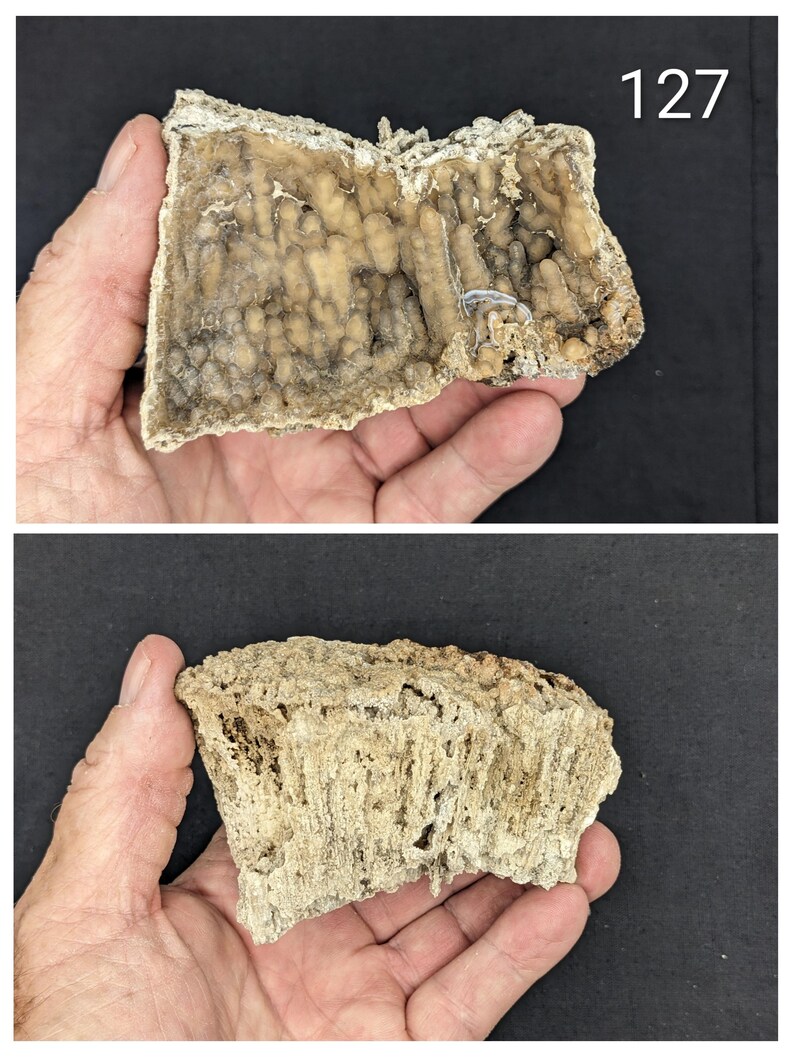 More Palm-size Agatized Coral Geodes/specimens - Etsy