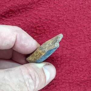 Giant Ice Age Capybara Fossil Set - Etsy