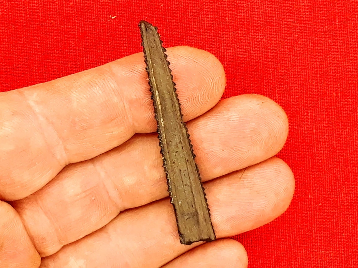 Exceptionally Large Fossil Stingray Barb Fragment | Etsy