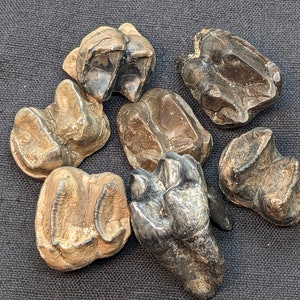 Ice Age Fossil Tapir Teeth - Etsy