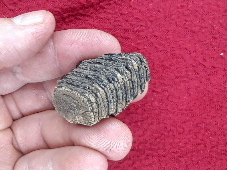 Giant Ice Age Capybara Fossil Set | Etsy