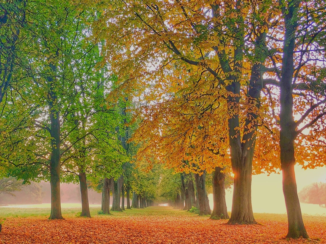 Seasons Change, Photo - DOWNLOAD, Avenue of Trees, Autumn, Changing ...